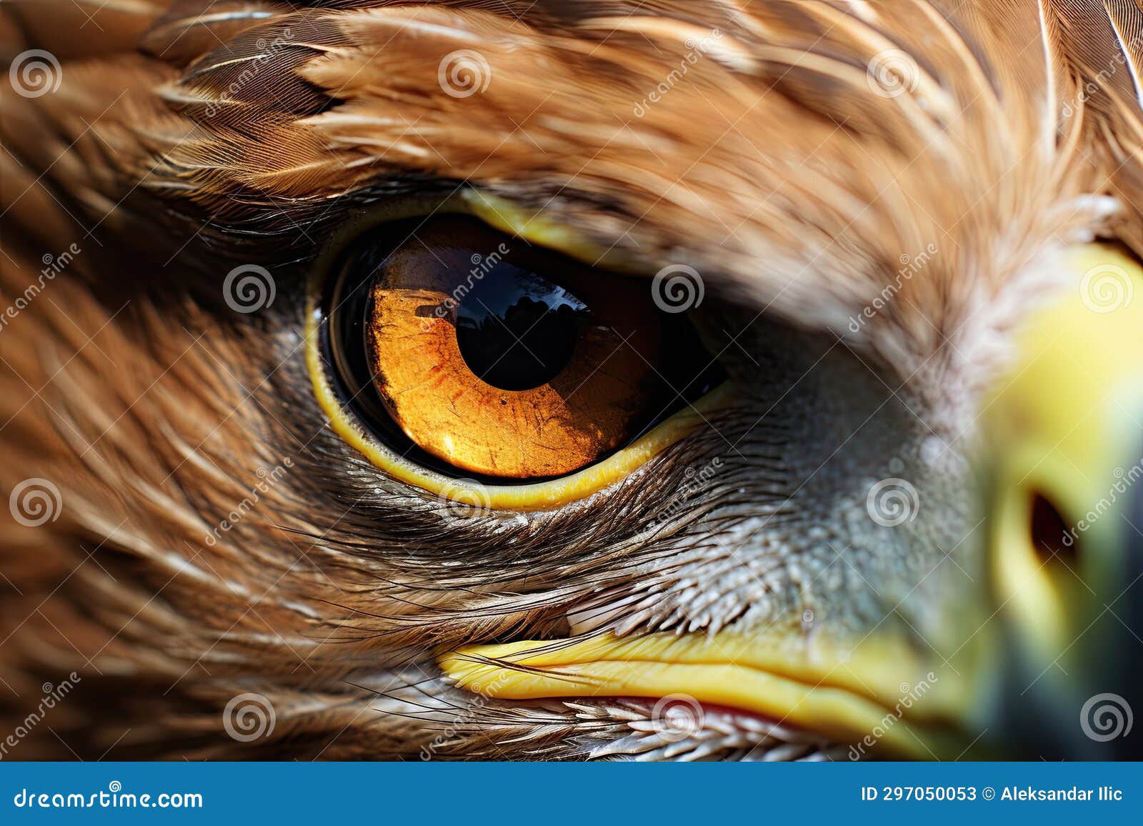 Bald Eagle Eye Closeup. Ai Generative Stock Image - Image of head, beak ...