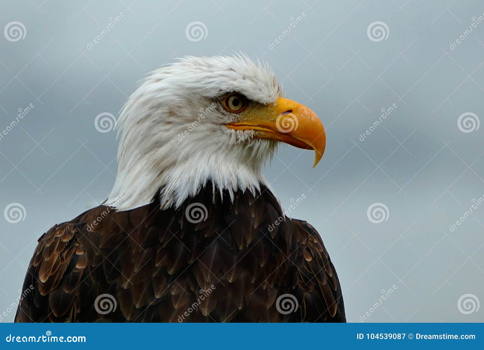 Bald Eagle facing right stock image. Image of prey, light - 104539087