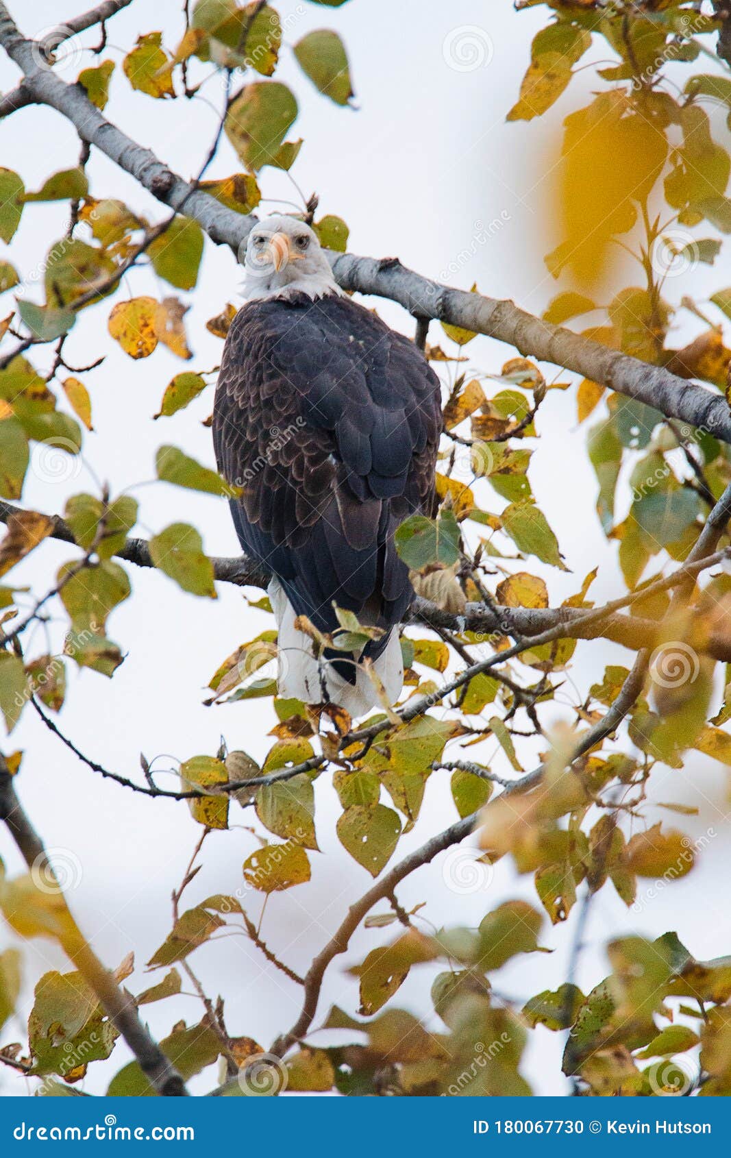 Bald Eagle in Fall stock photo. Image of animal, bird - 180067730