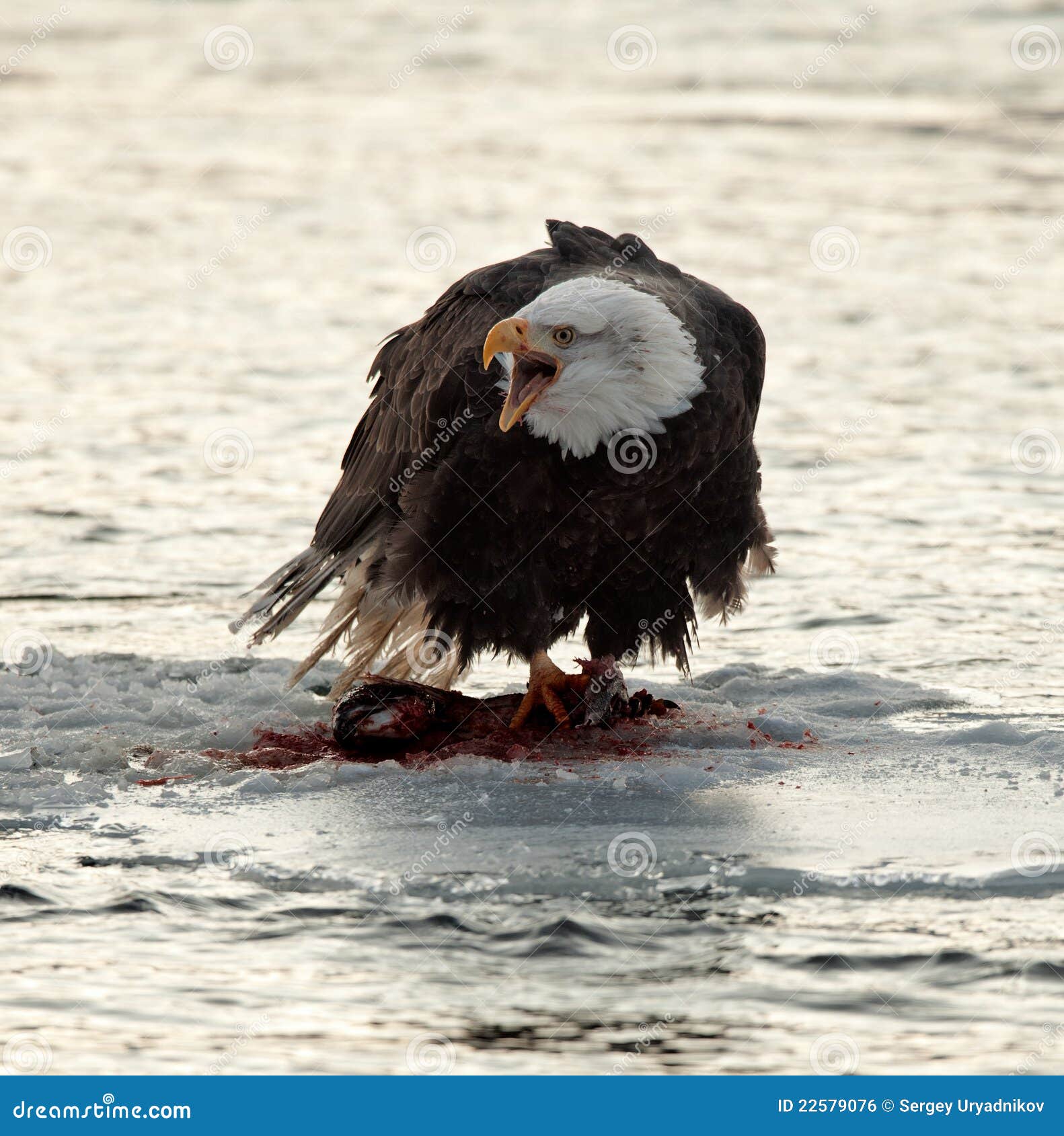 Bald Eagle feeding stock photo. Image of american, bald - 22579076