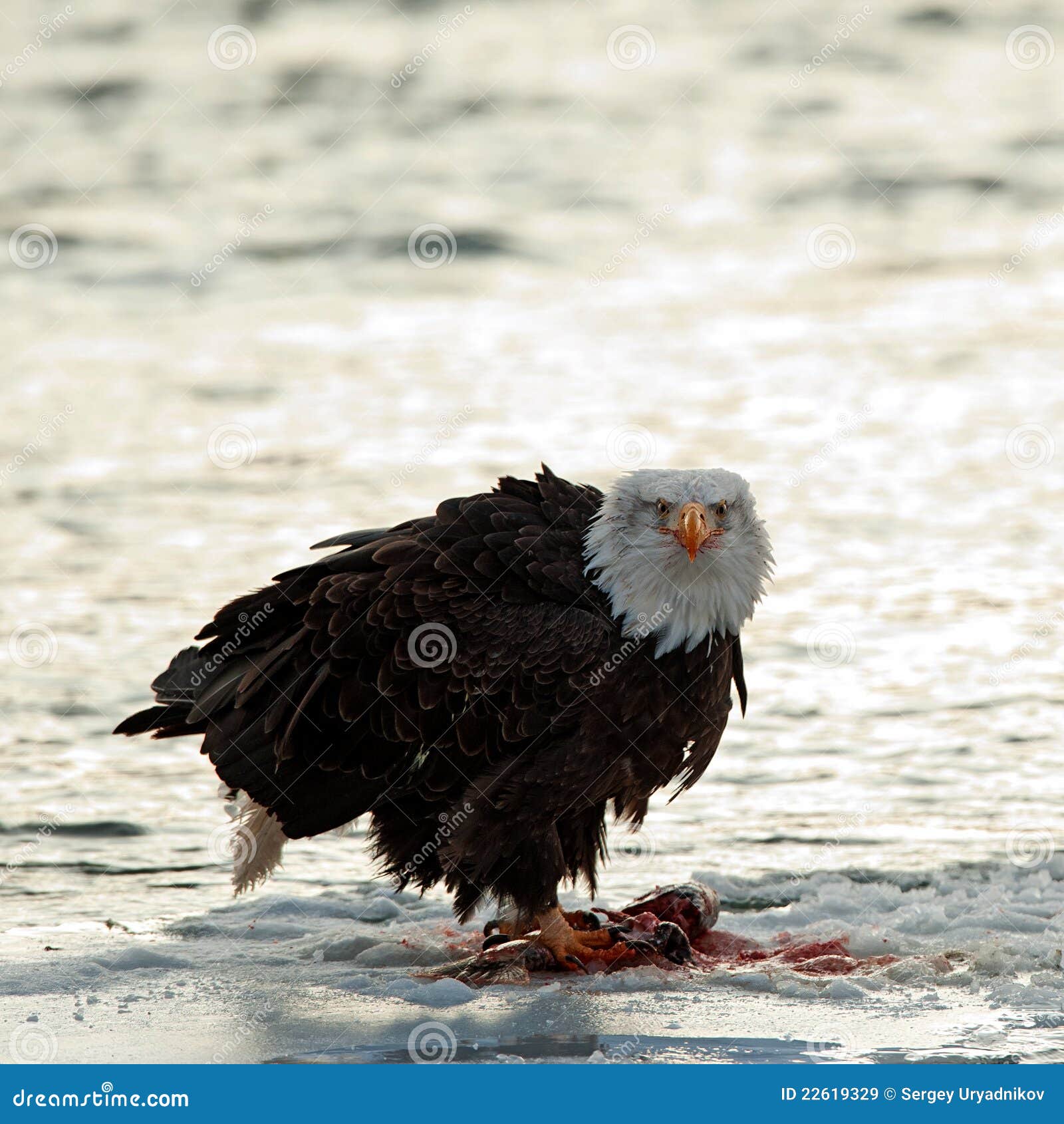 Bald Eagle feeding stock image. Image of flight, american - 22619329
