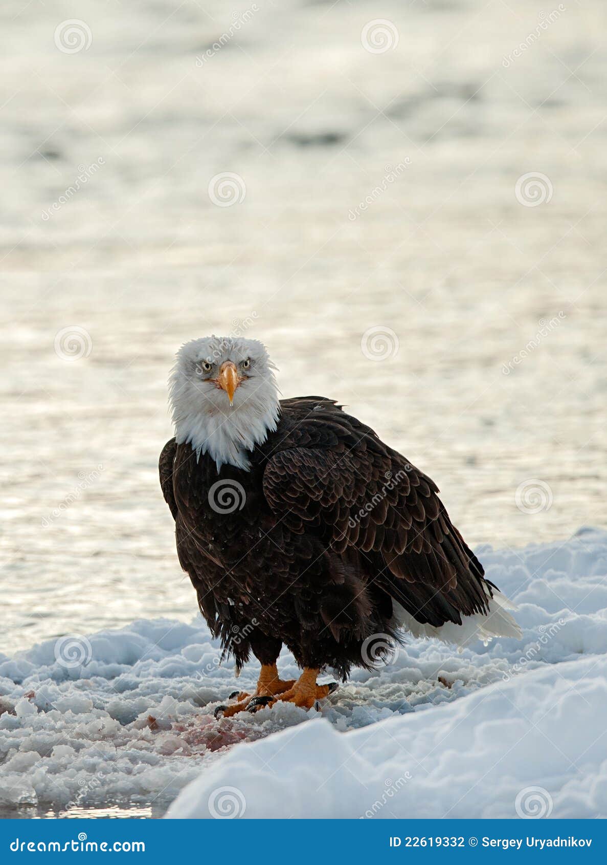 Bald Eagle feeding stock photo. Image of american, flight - 22619332