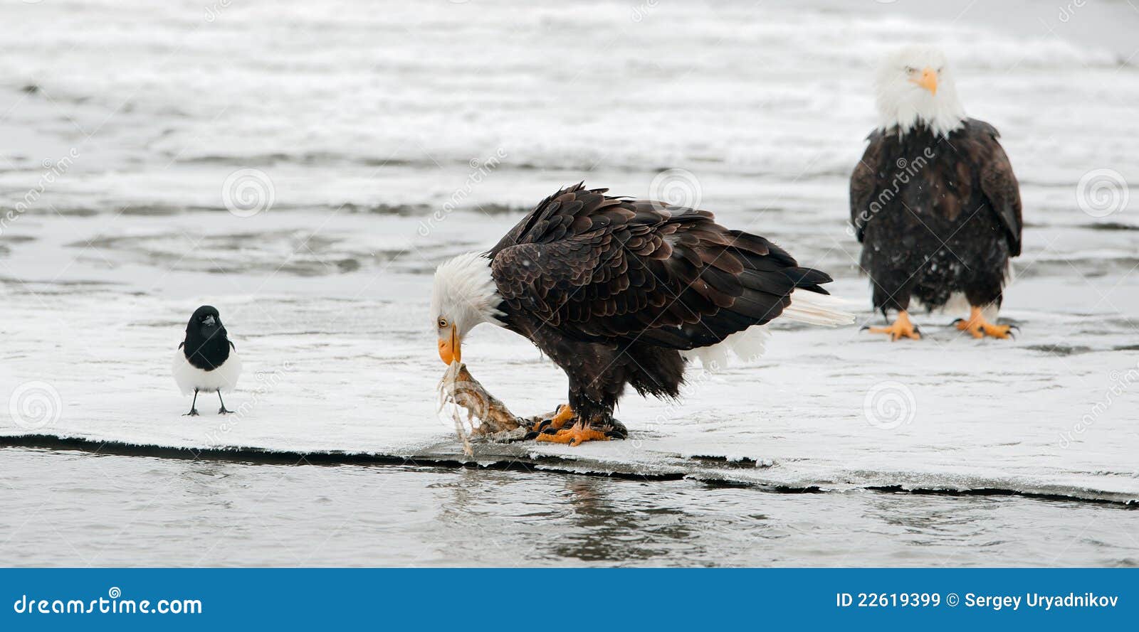 Bald Eagle Feeding Royalty Free Stock Images - Image: 22619399