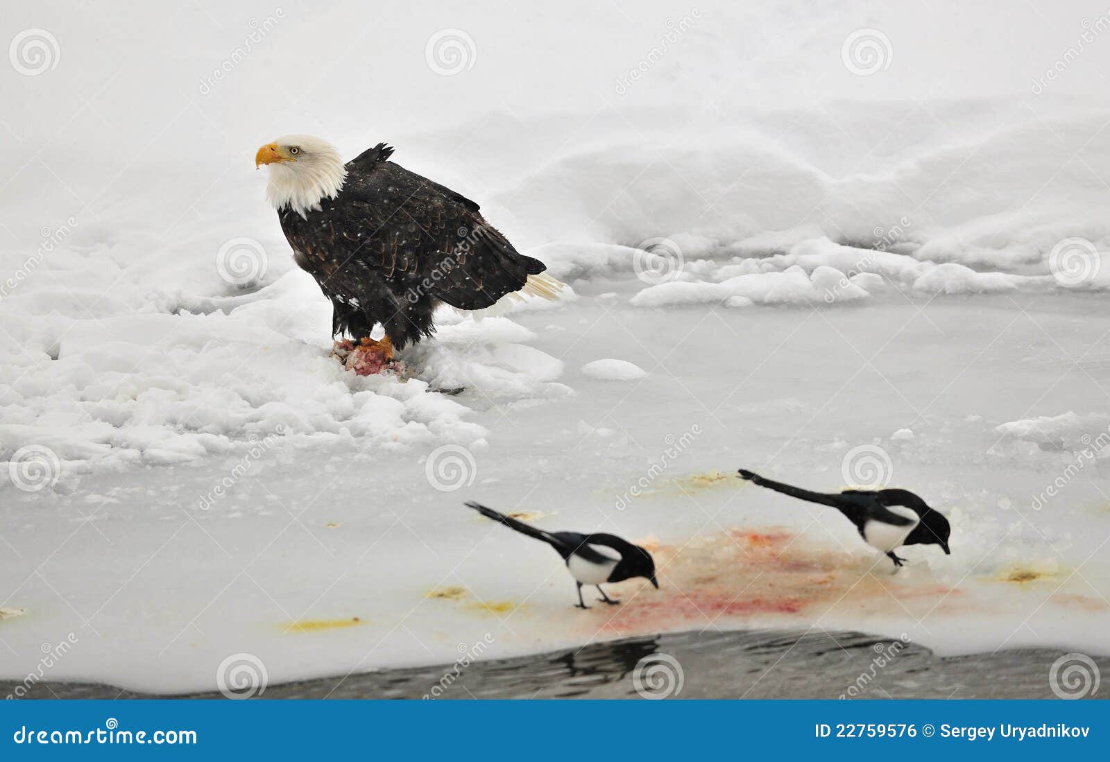 Bald Eagle feeding stock photo. Image of feather, fish - 22759576