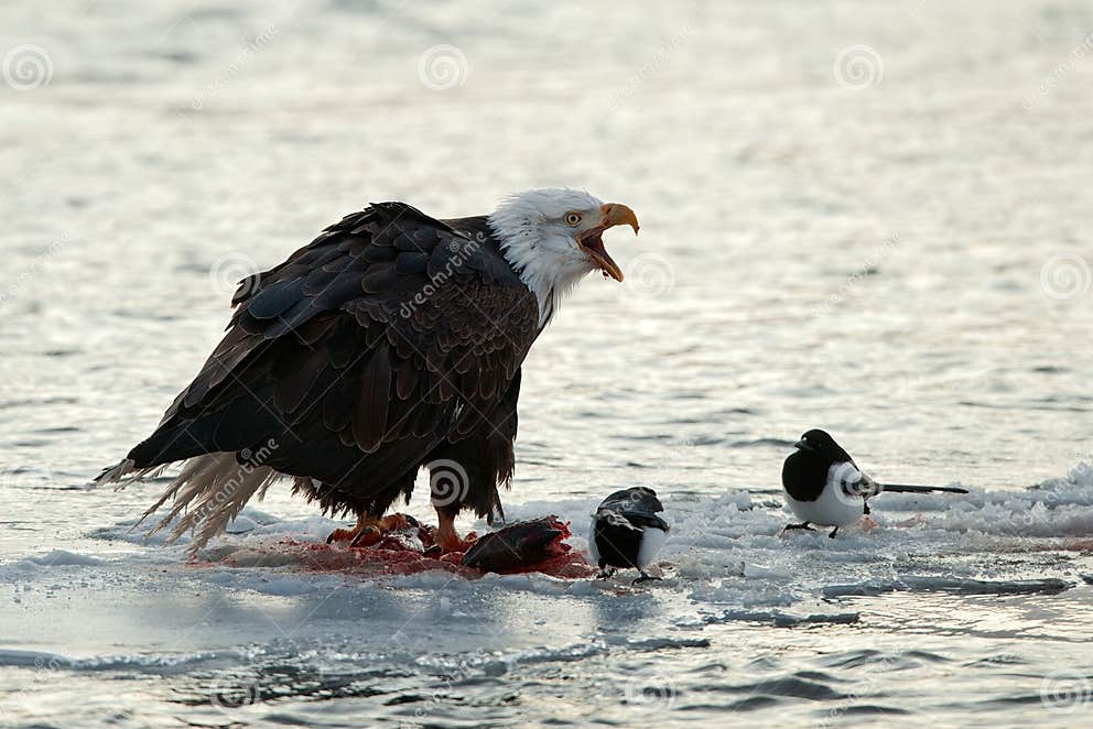 Bald Eagle feeding stock photo. Image of feathers, nature - 22759964