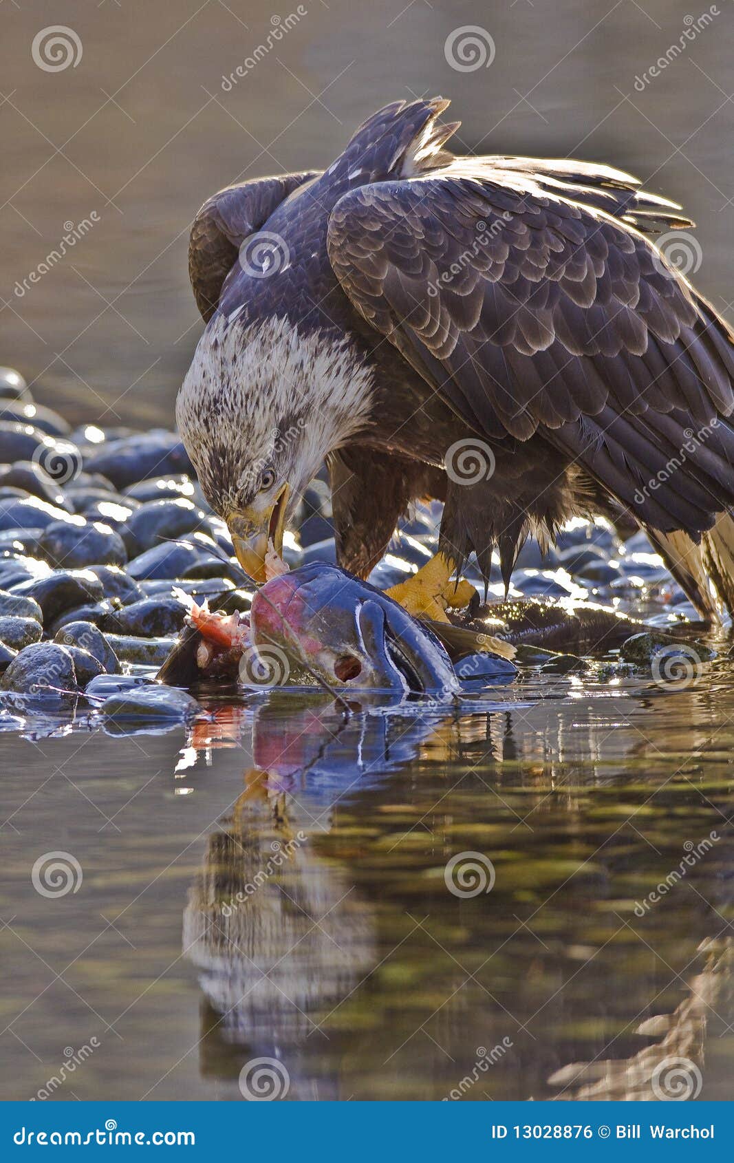 Bald Eagle Feeding on the Salmon Stock Photo - Image of freedom, beak ...