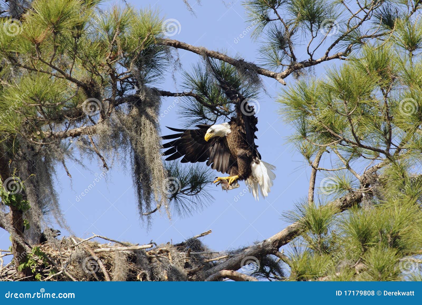 Bald eagle with a fish stock photo. Image of raptor, national - 17179808