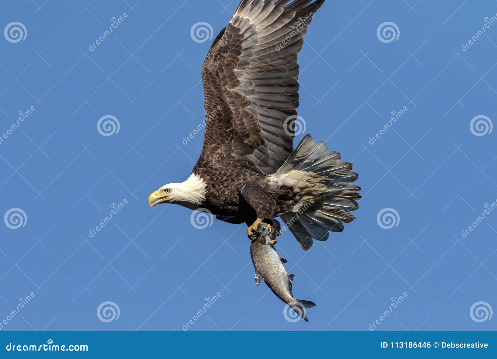 Bald Eagle with a fish stock photo. Image of eagle, darlington - 113186446