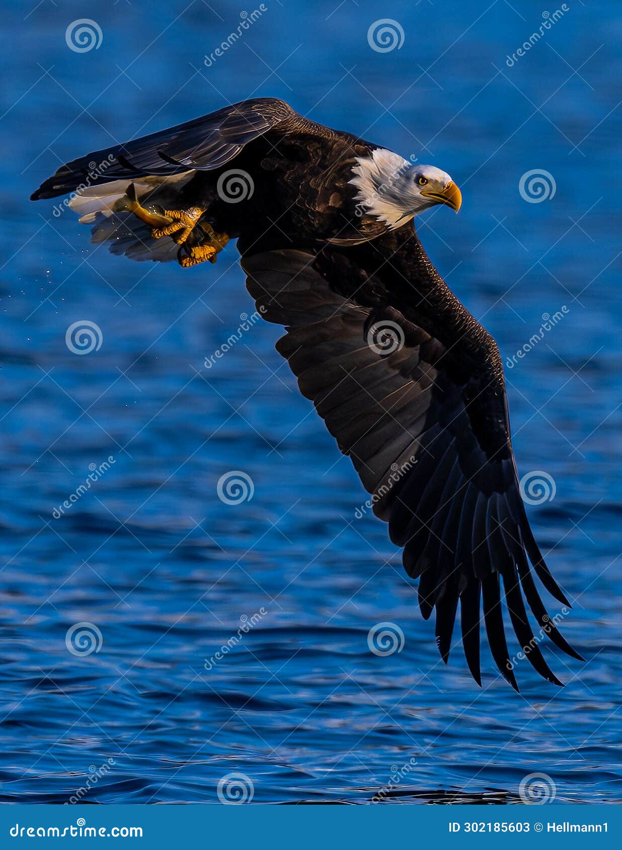 Bald Eagle with Fish stock image. Image of eagle, flight - 302185603