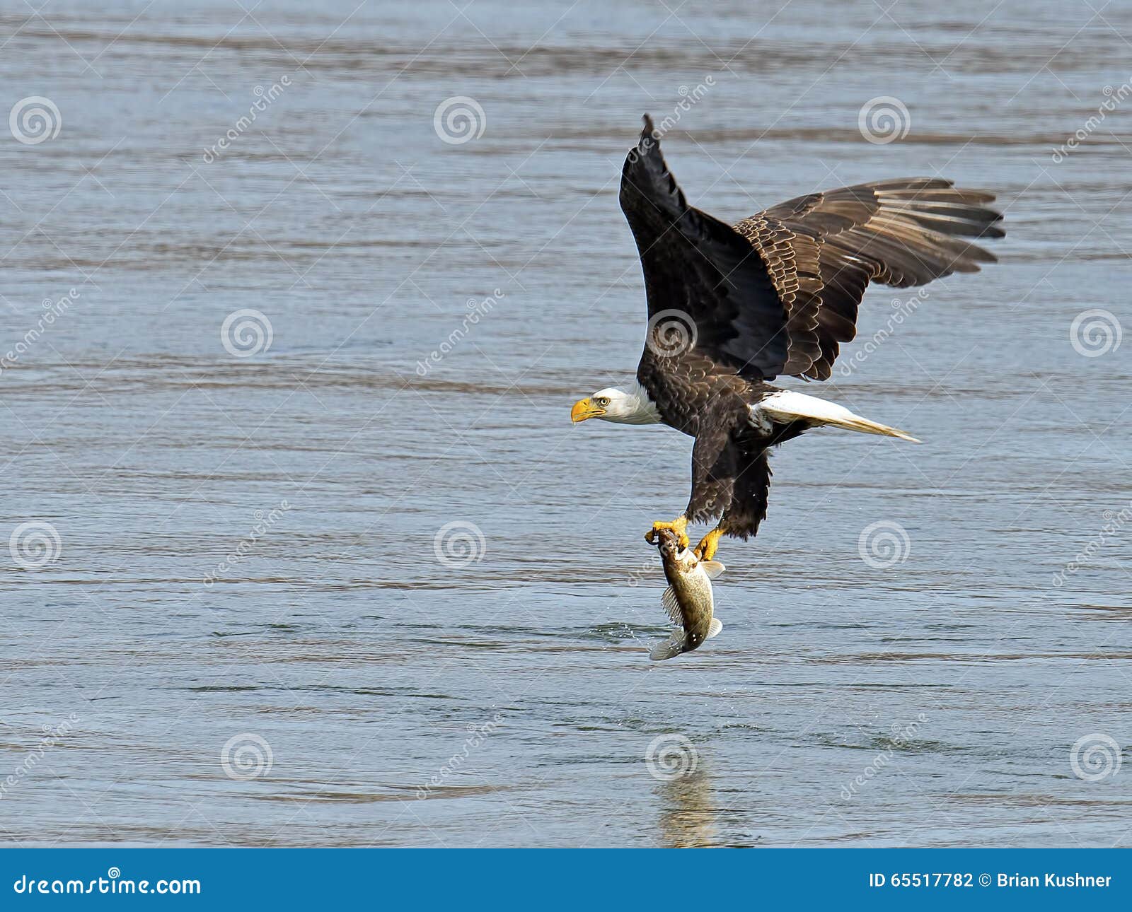 Bald Eagle with Fish stock photo. Image of landing, powerful - 65517782
