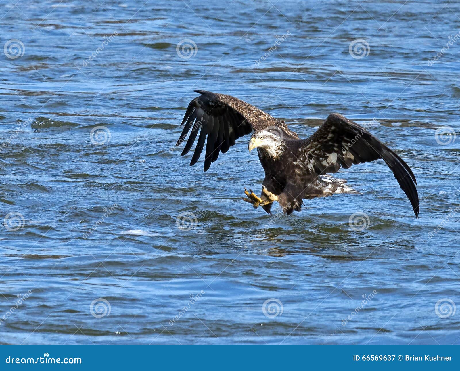 Bald Eagle Fish Grab stock image. Image of flying, catch - 66569637