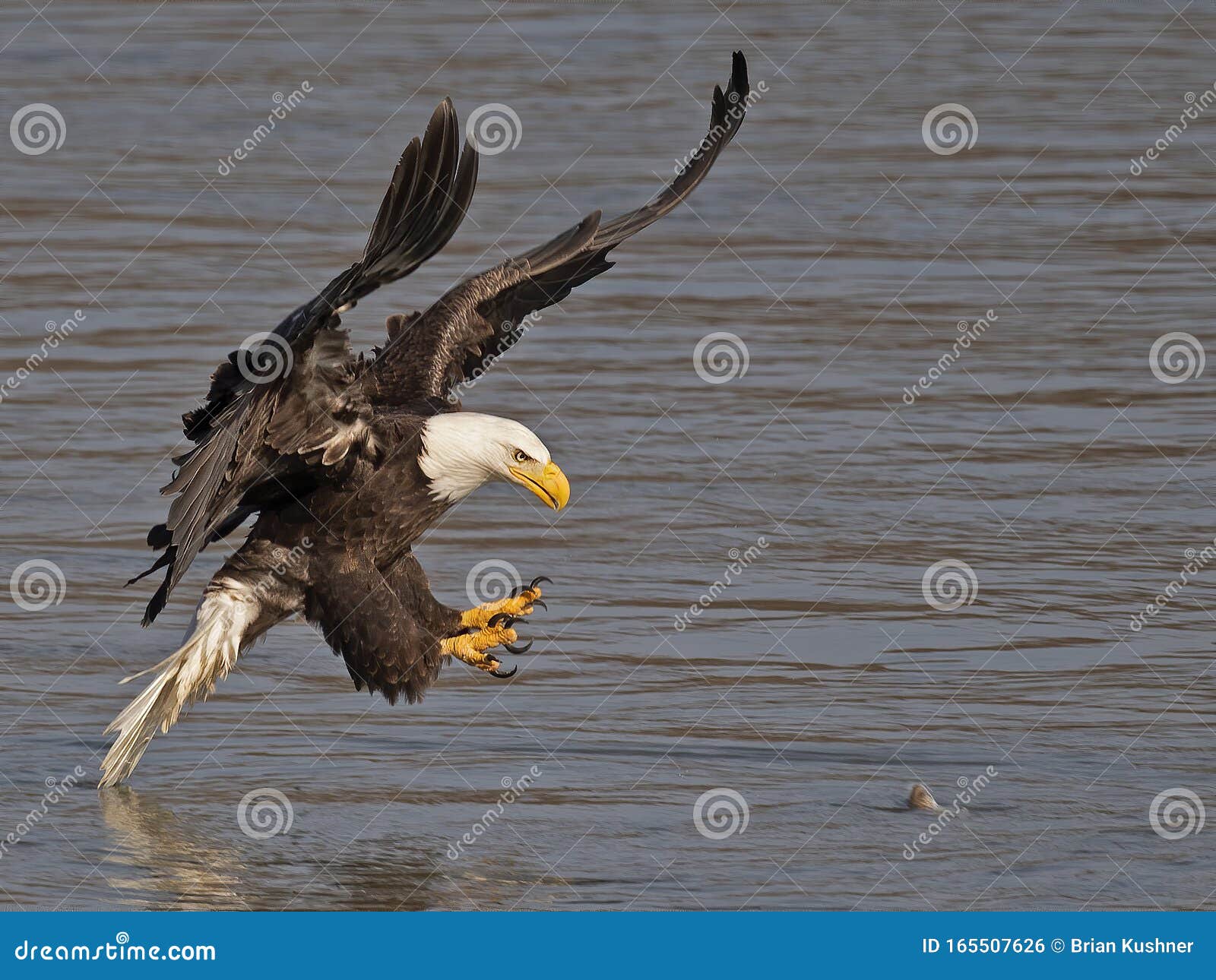 Bald Eagle Fish Grab stock photo. Image of eagle, wings - 165507626
