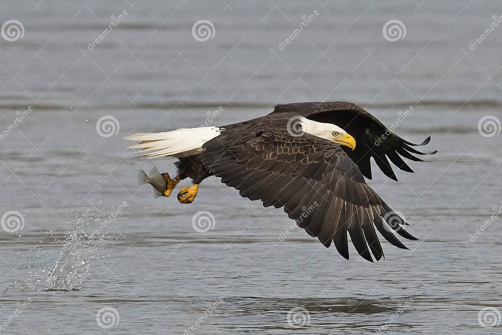 Bald Eagle Fish Grab stock image. Image of leucocephalus - 165507645