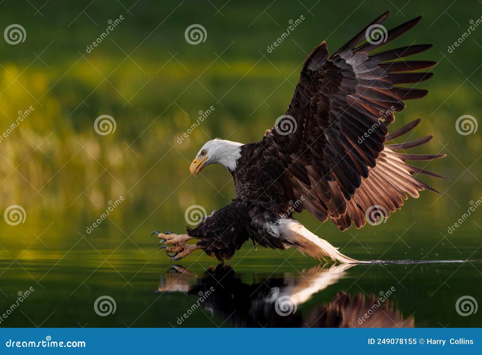 A Bald Eagle Fishing stock image. Image of banff, falls - 249078155
