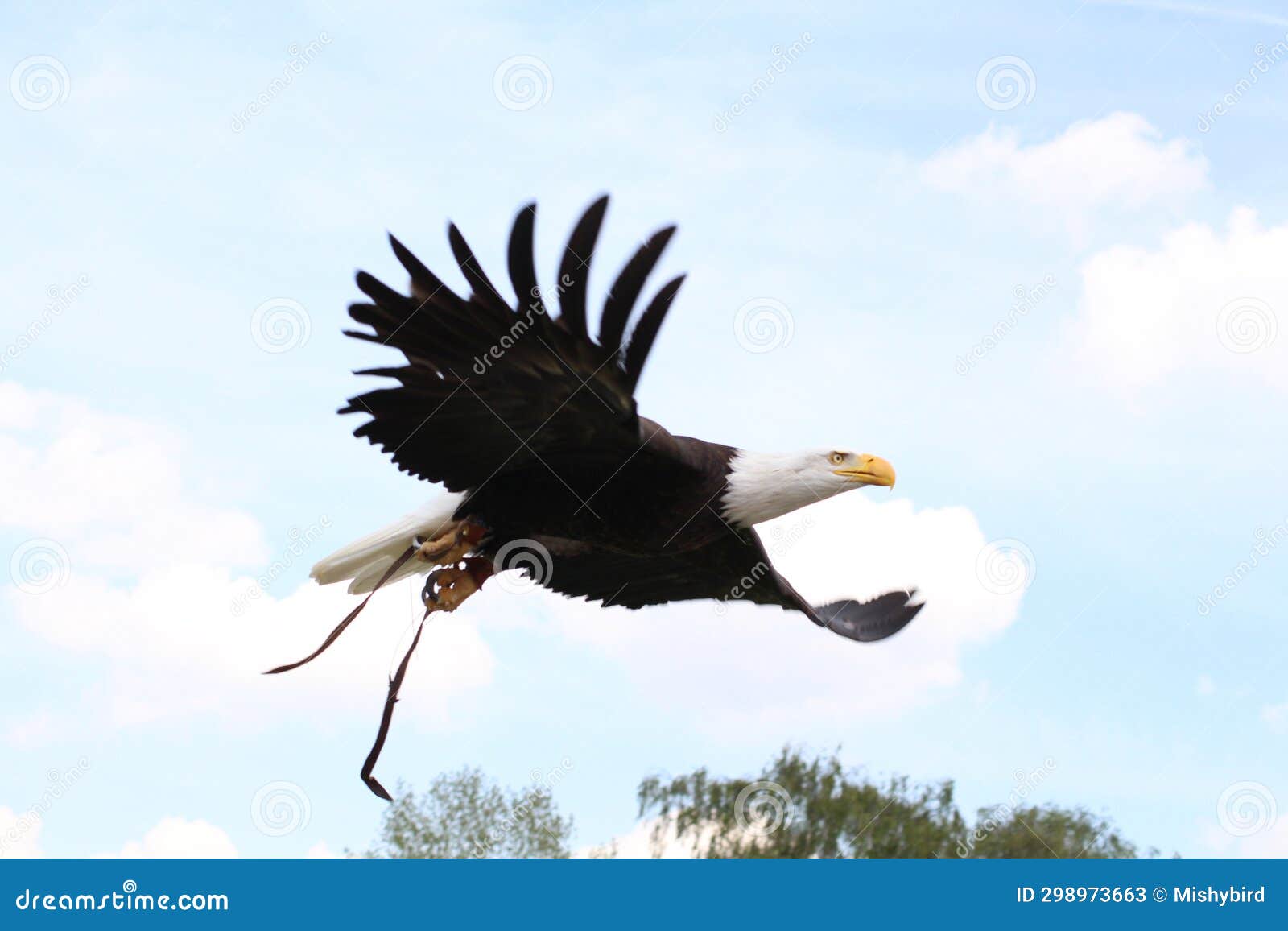 A Bald Eagle Flapping Its Wings Stock Image - Image of gull, animal ...