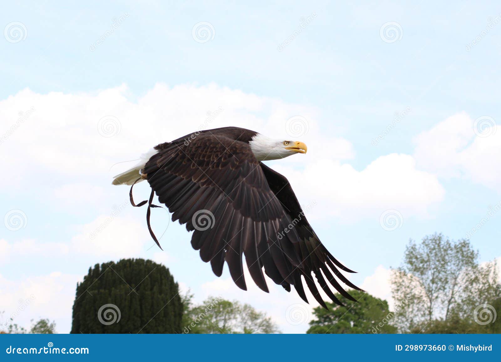 A Bald Eagle Flapping Its Wings Stock Photo - Image of gull, bird ...
