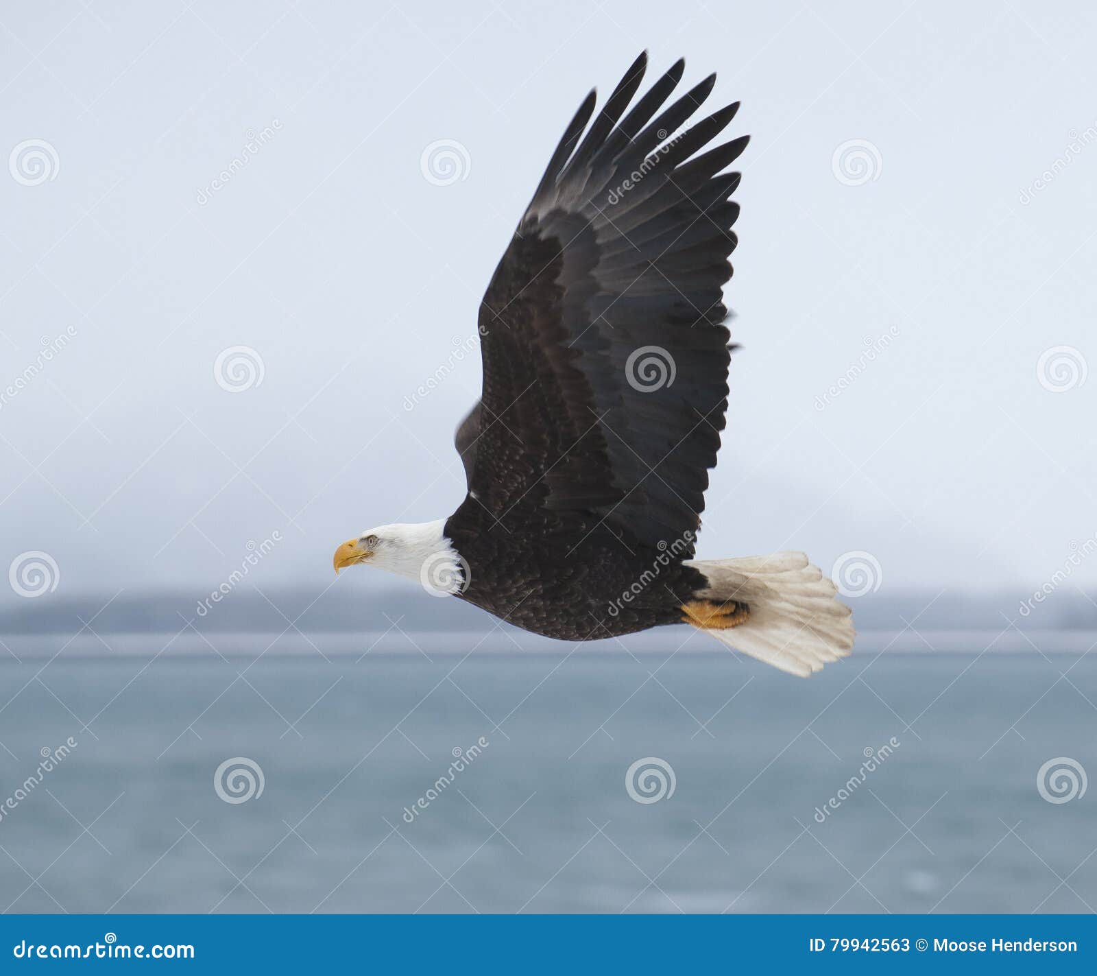 Bald Eagle Flies Over Water in Homer, Alaska Stock Image - Image of ...