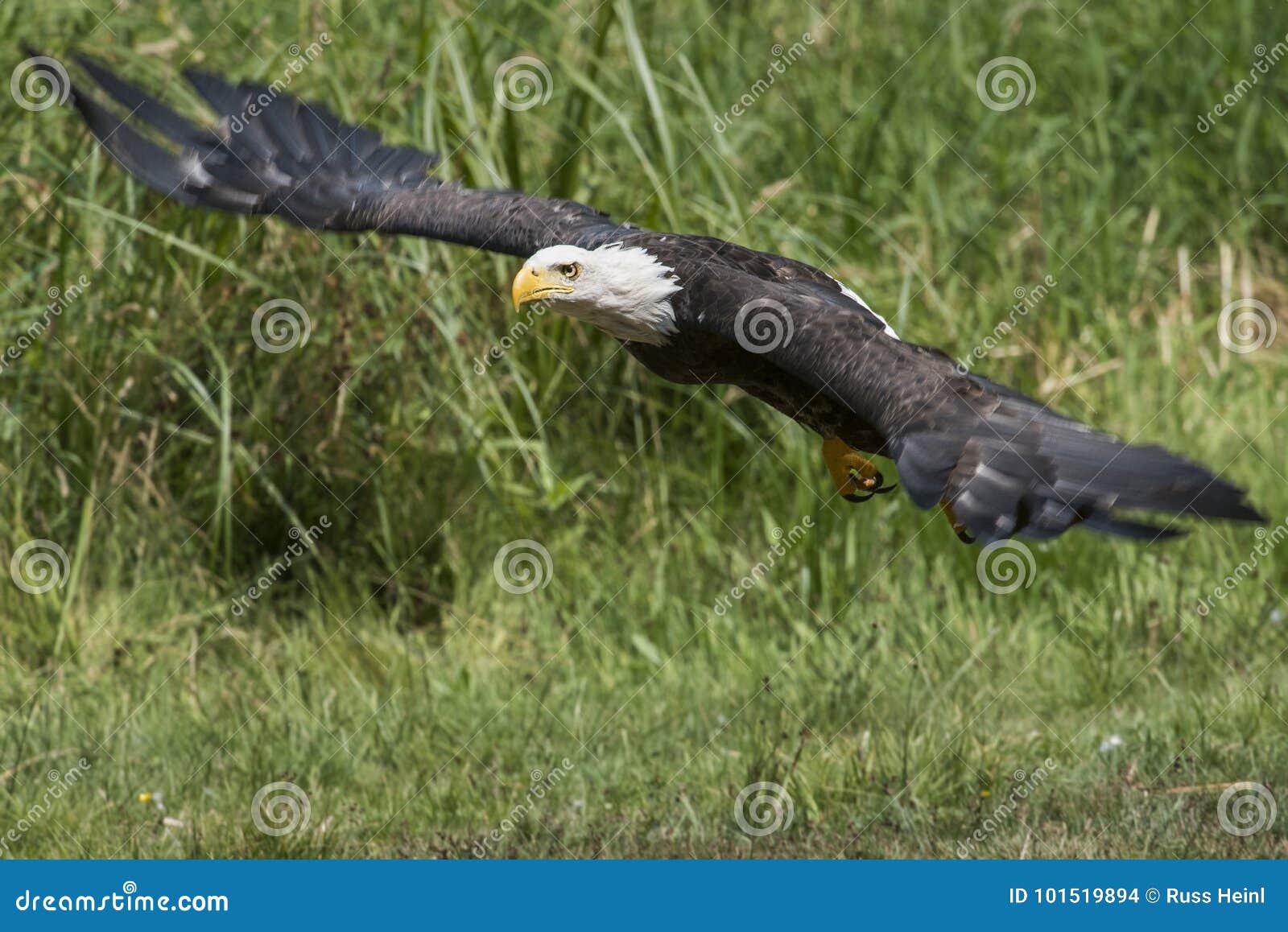 Bald eagle flight стоковое фото. изображение насчитывающей орел - 101519894