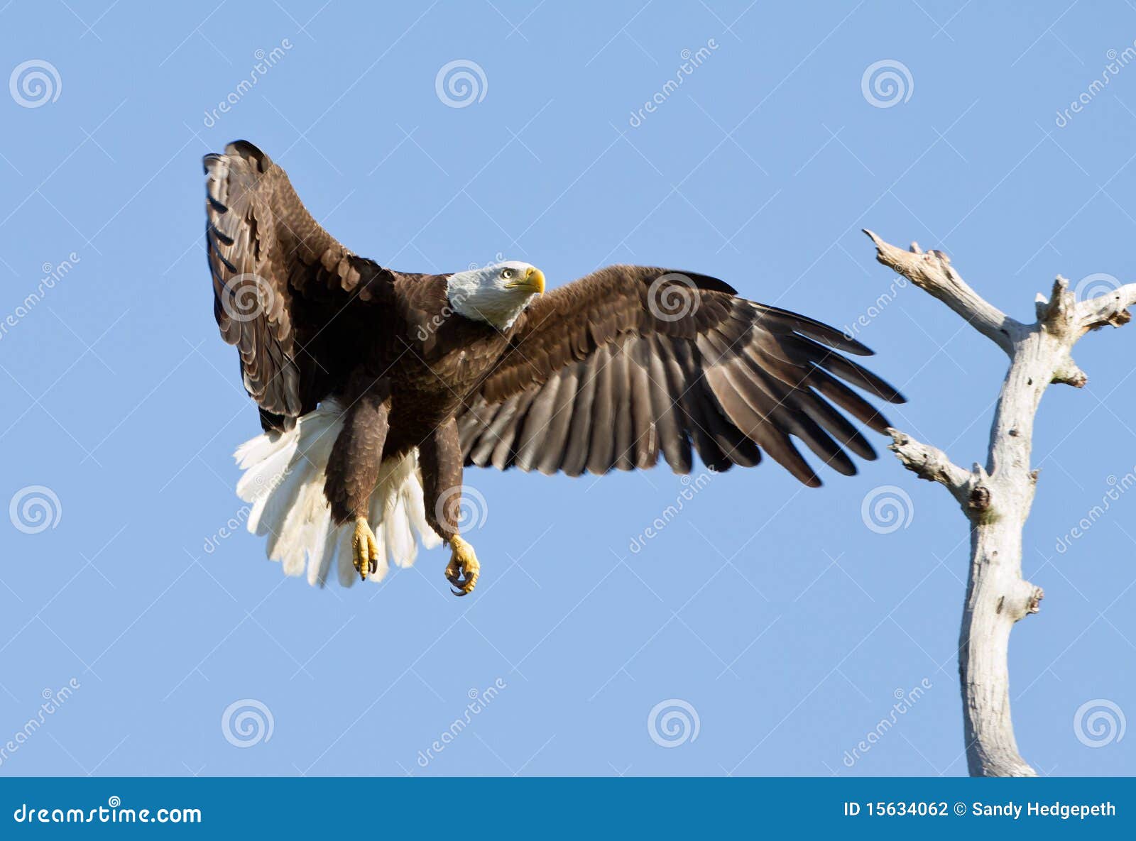 Bald Eagle in Flight stock photo. Image of birds, owls - 15634062