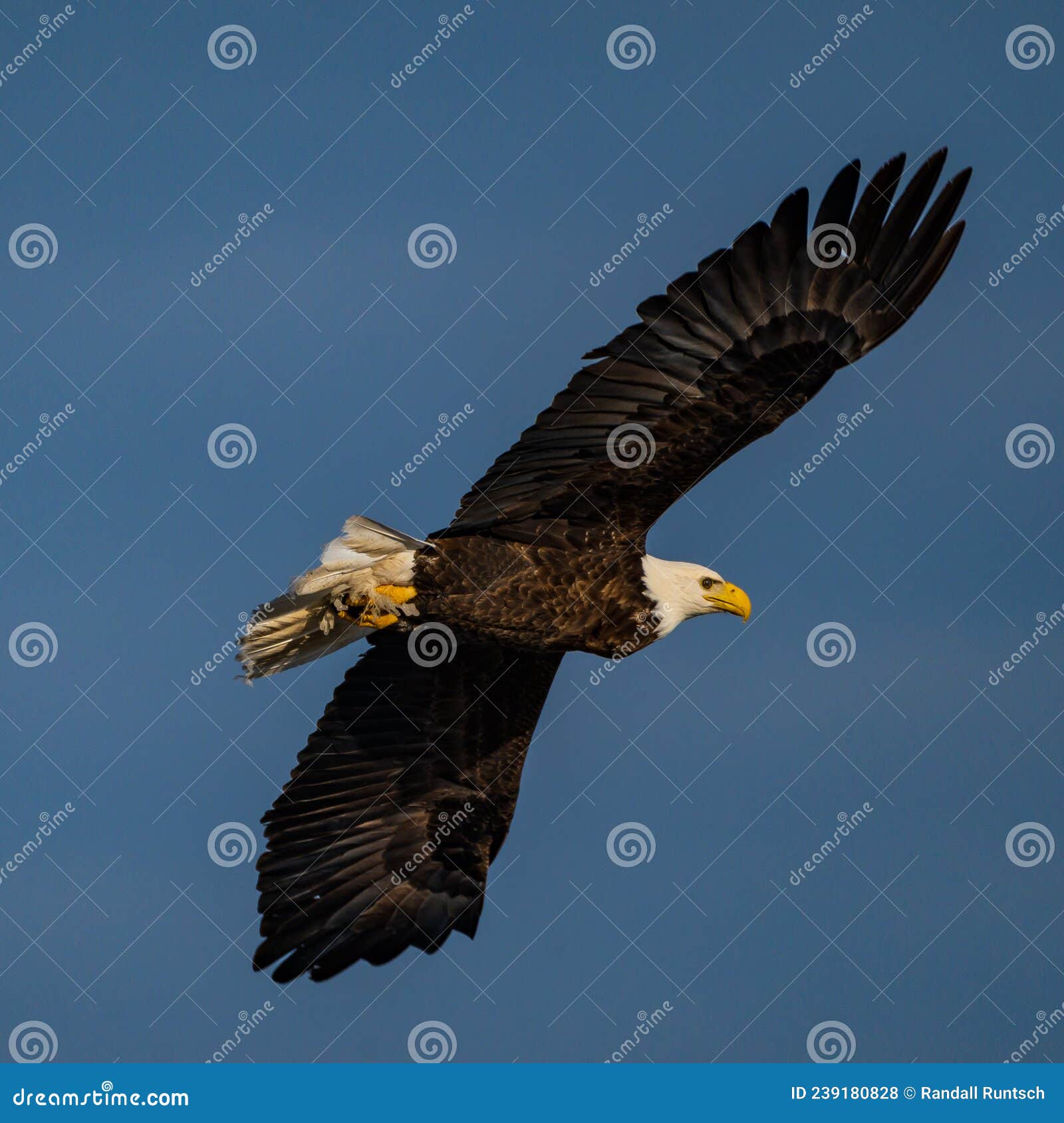 Bald Eagle in Flight Against Blue Sky Stock Photo - Image of wildlife ...