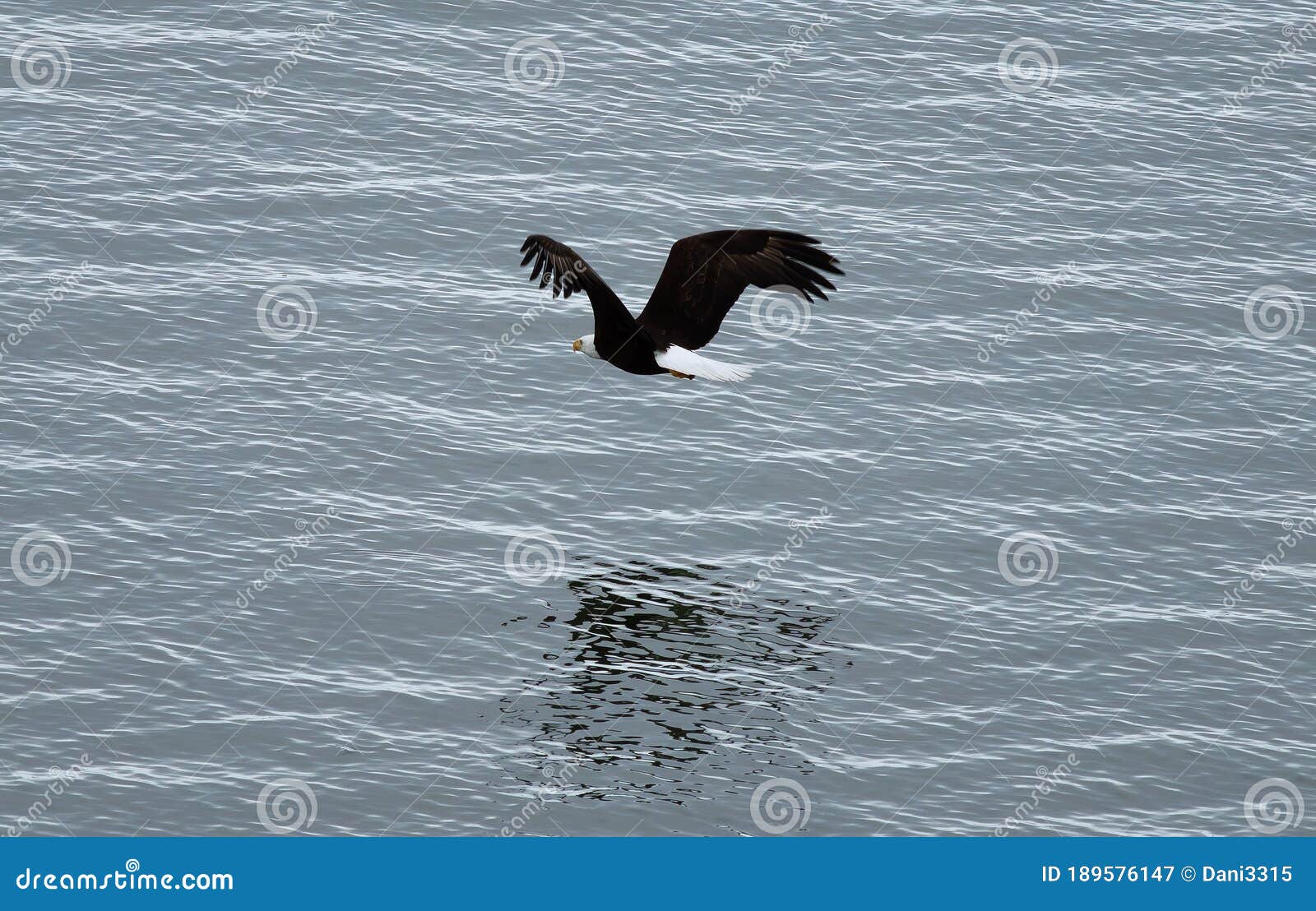 Bald Eagle in Flight Above Sea Stock Image - Image of american ...