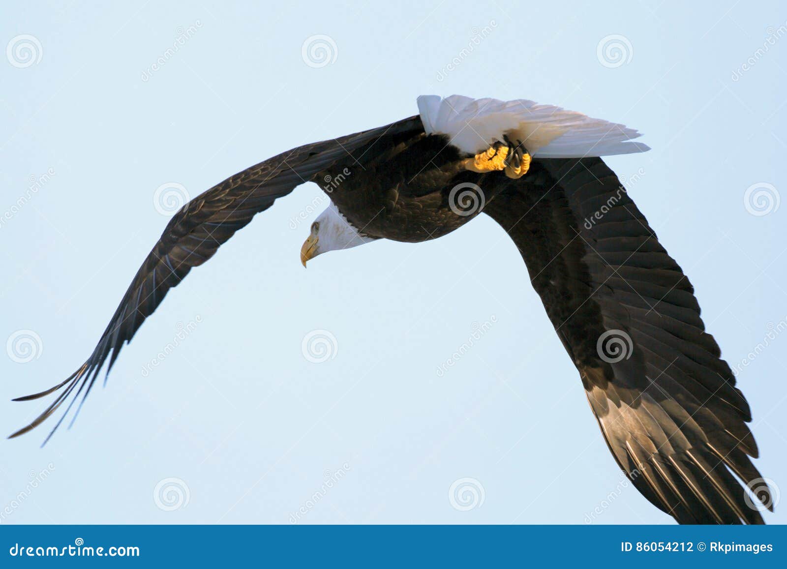 American Eagle Flying Side View