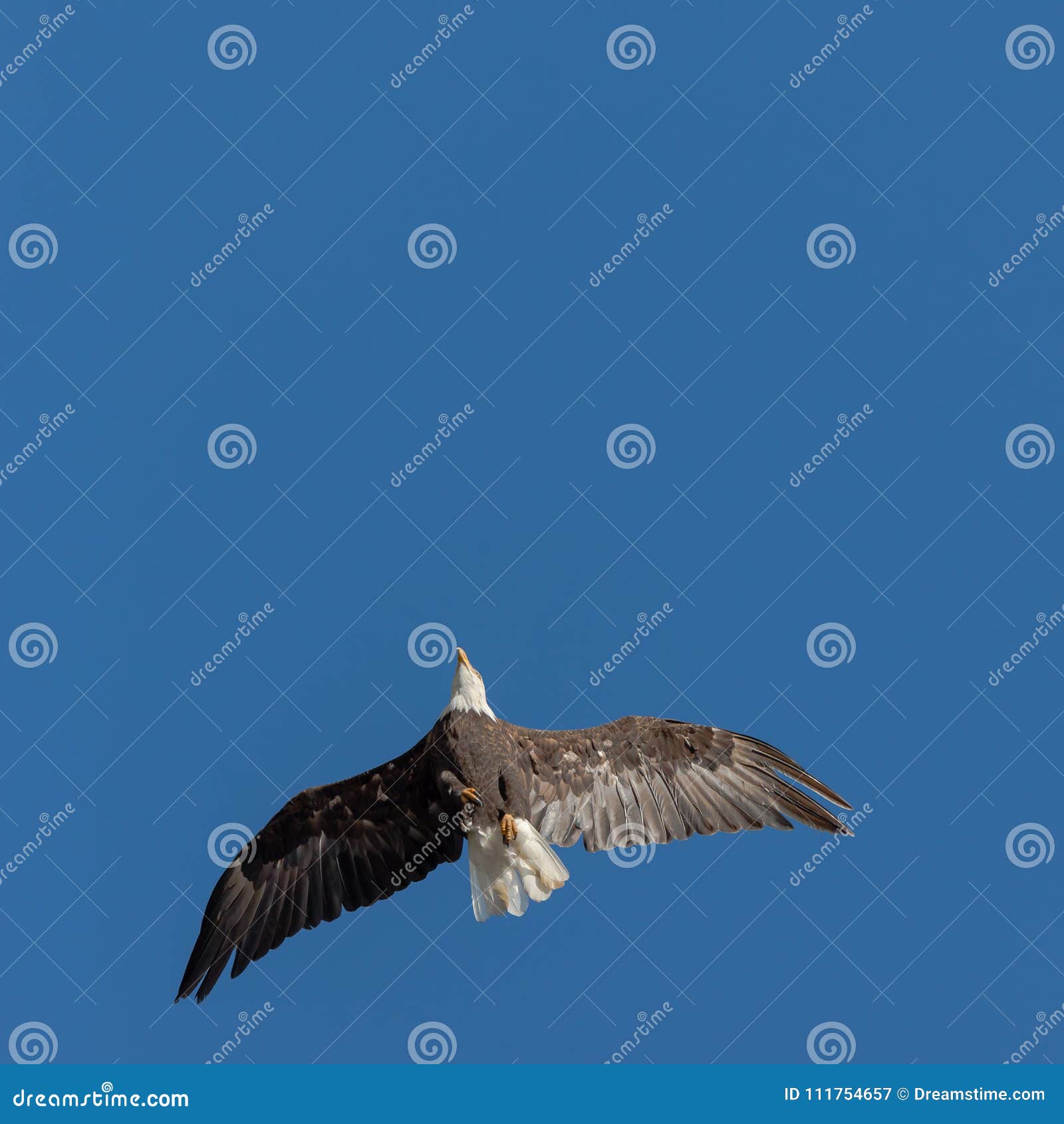 Bald Eagle from Below stock image. Image of bird, cache - 111754657
