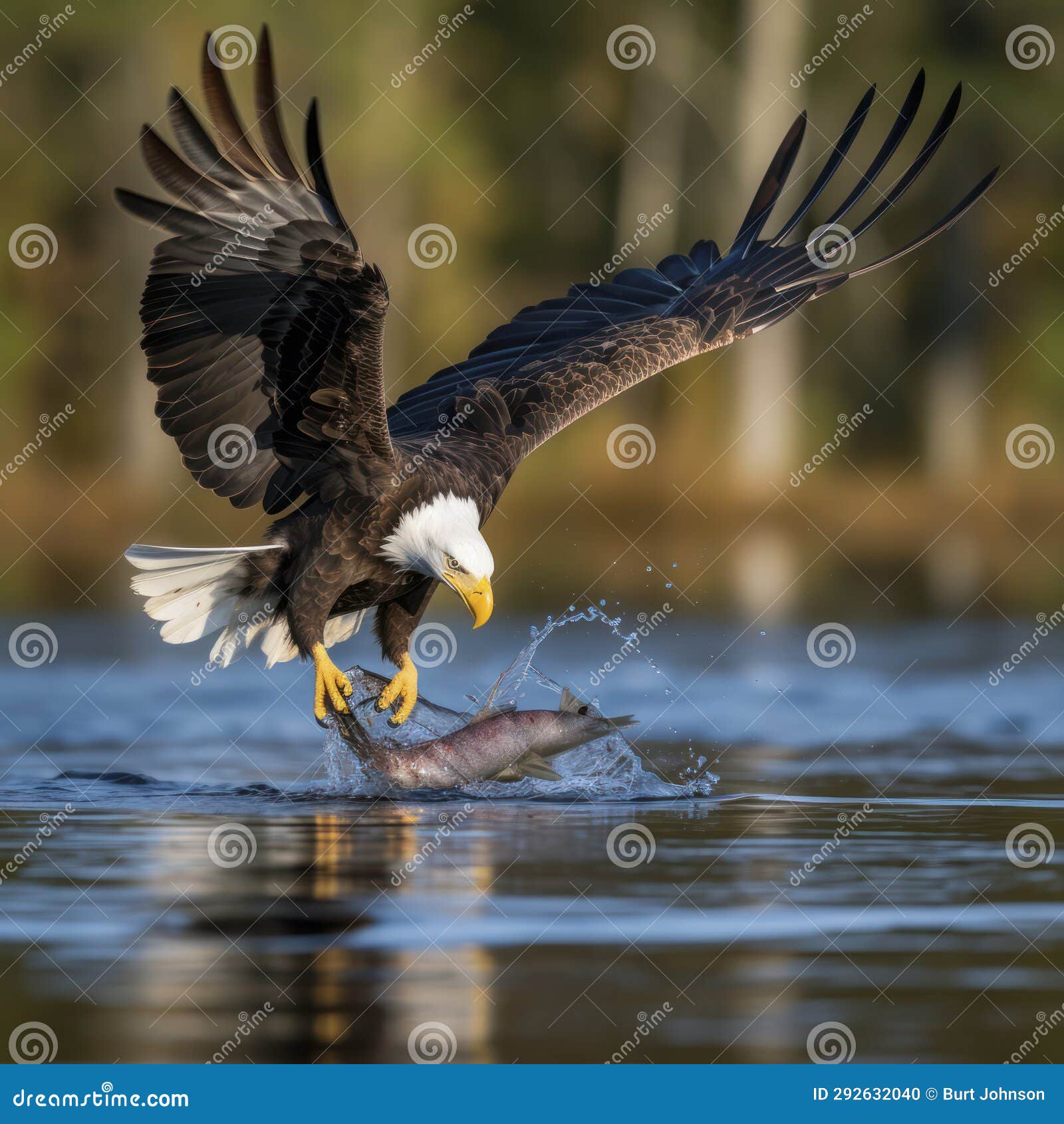 Bald Eagle in Flight Catching a Fish Stock Photo - Image of wings, wild ...