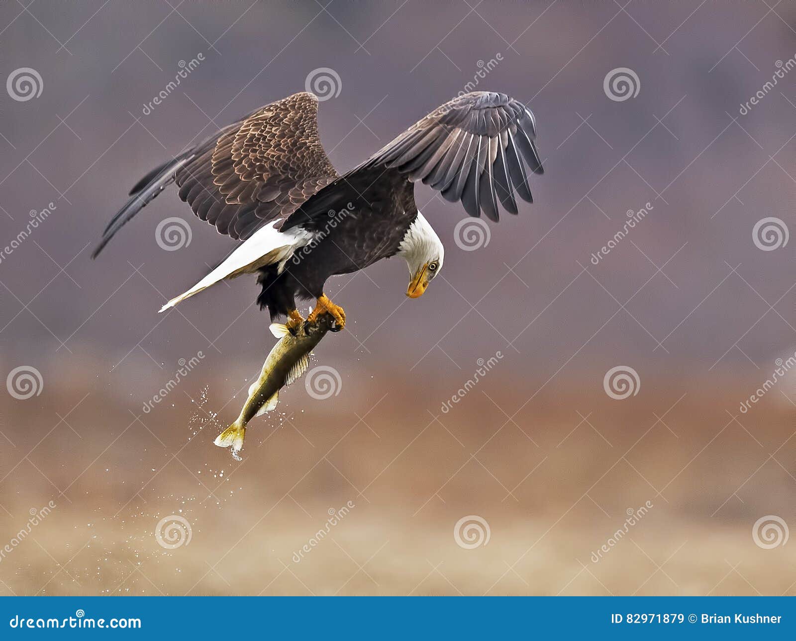 Bald Eagle in Flight with Fish Stock Image - Image of inflight ...