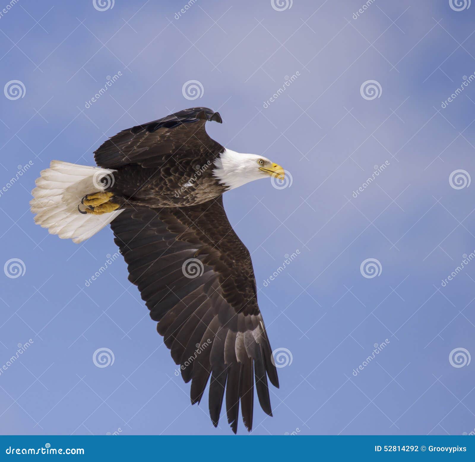 Bald eagle flight stock photo. Image of raptor, breton - 52814292
