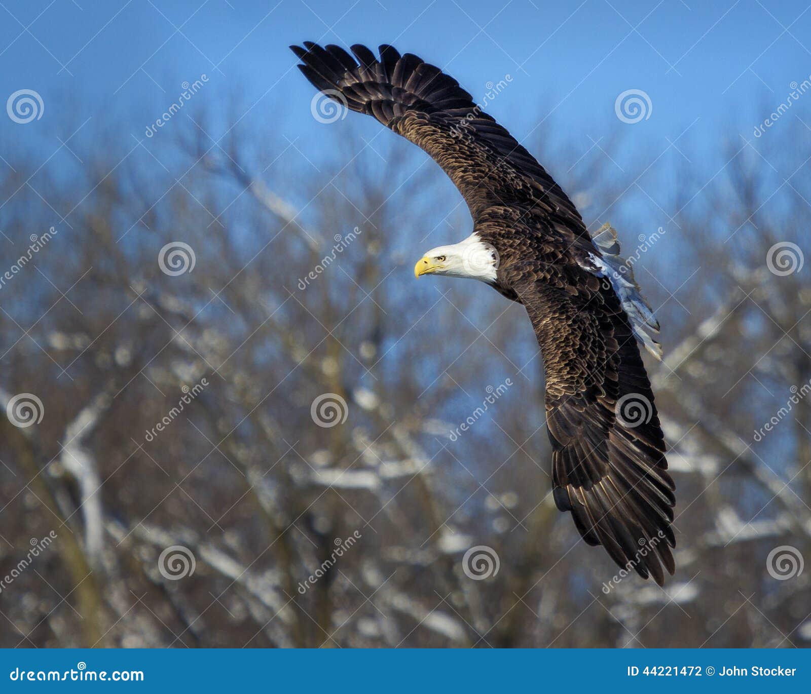 Bald Eagle in Flight stock photo. Image of flying, animals - 44221472