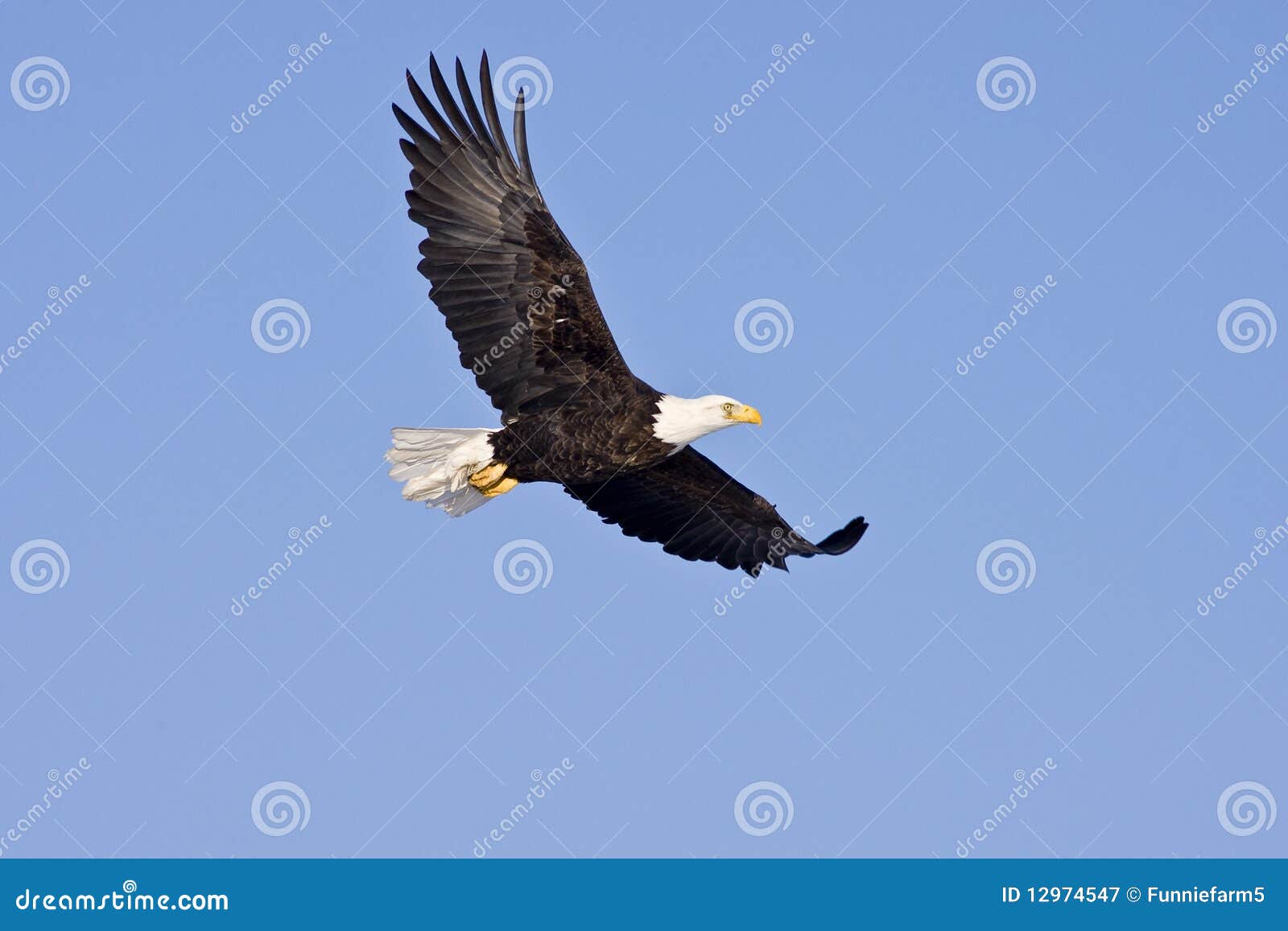 Bald Eagle in Flight Isolated on Blue Sky Stock Image - Image of ...