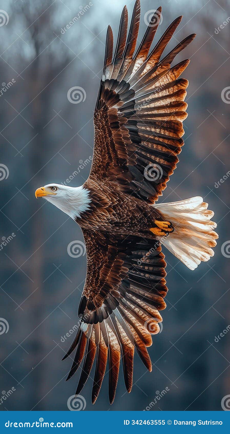 A Bald Eagle in Flight with Its Wings Spread Wide Against a Blurred ...