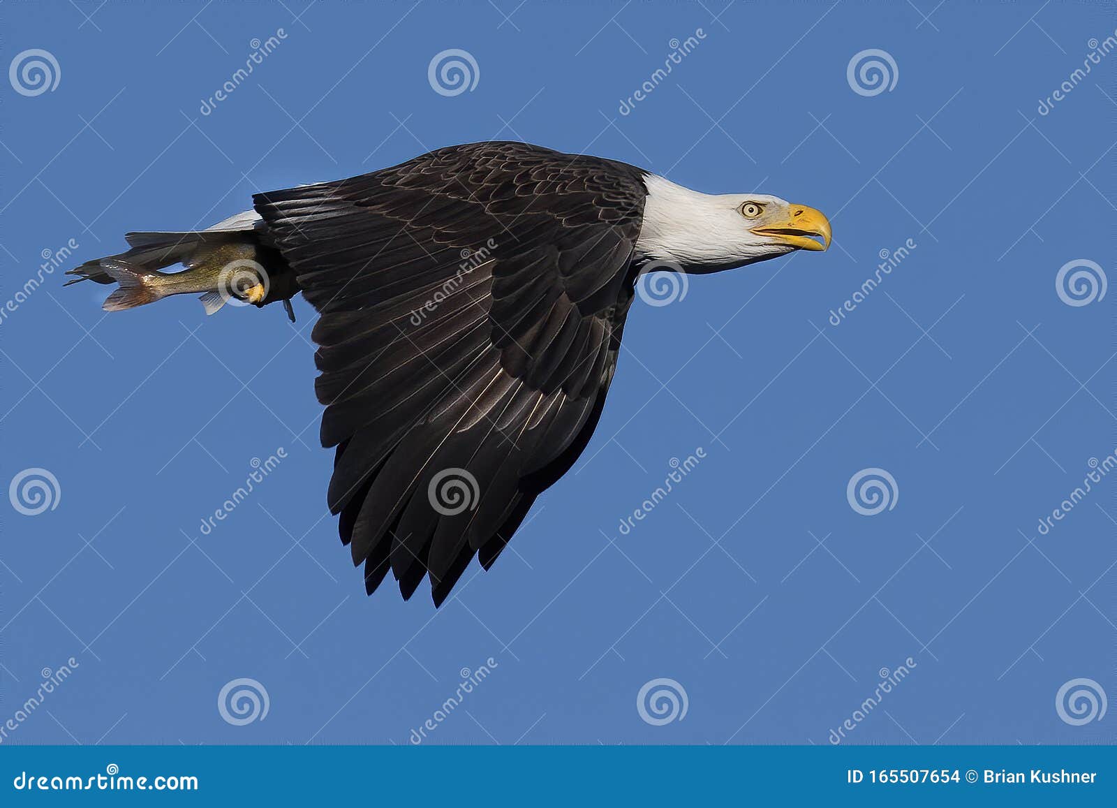 Bald Eagle in Flight with Large Fish in Talons Stock Photo - Image of ...