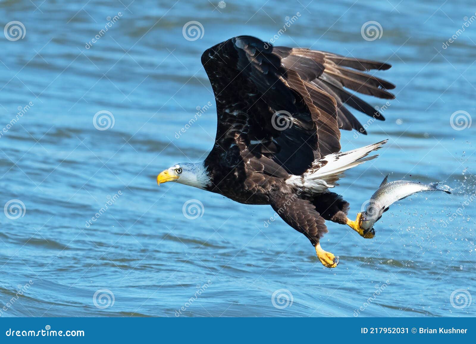 Bald Eagle in Flight with Large Fish in Talons Stock Image - Image of ...