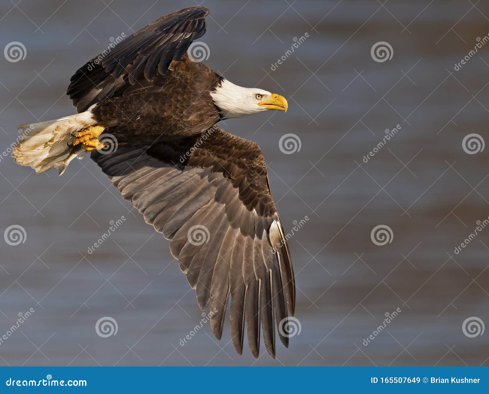 Bald Eagle in Flight with Large Fish in Talons Stock Image - Image of ...
