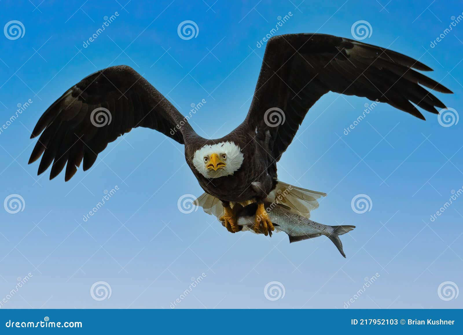Bald Eagle in Flight with Large Fish in Talons Stock Image - Image of ...