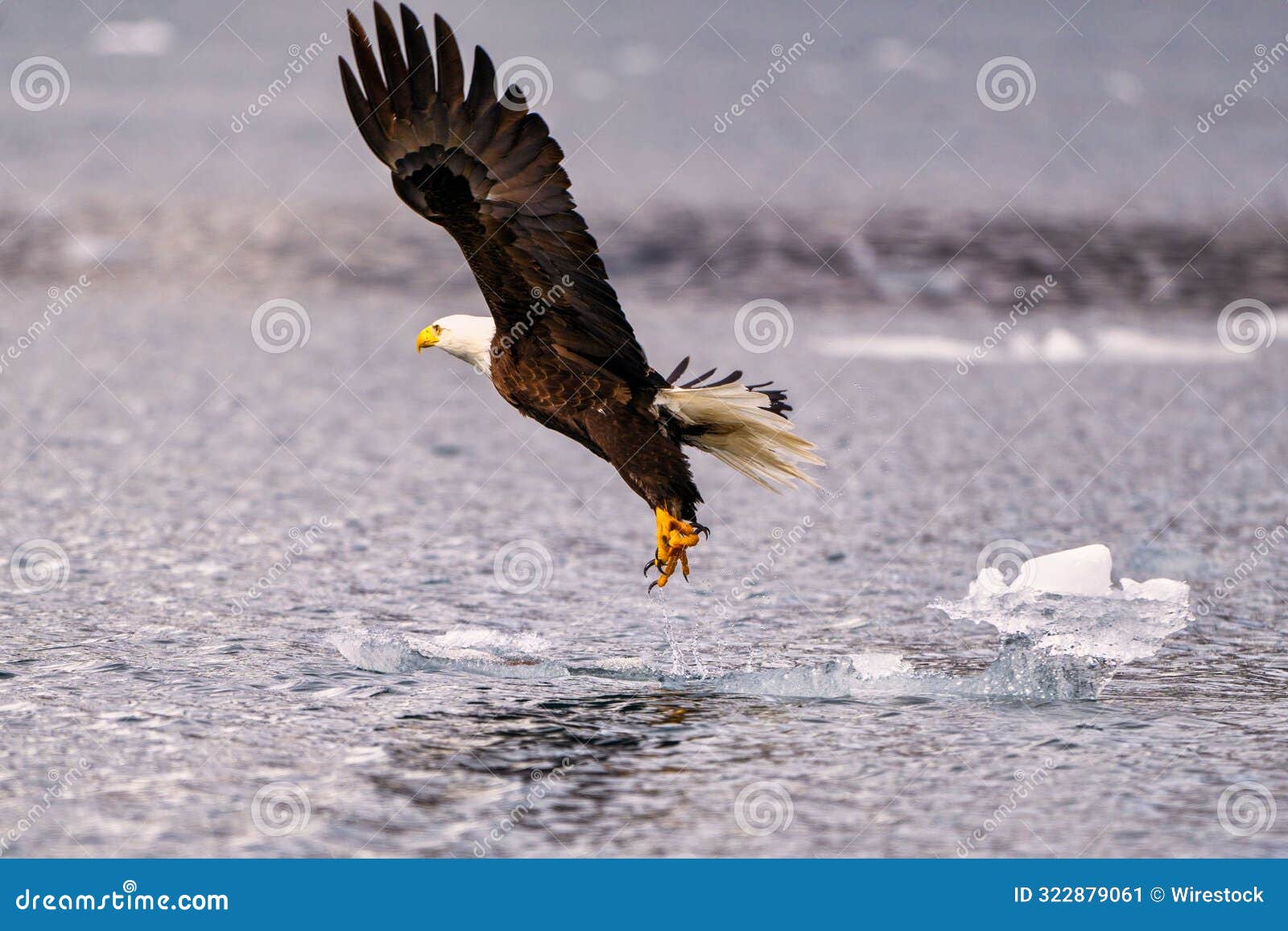 Bald Eagle in Flight Over a Body of Water with Its Talons Extended ...