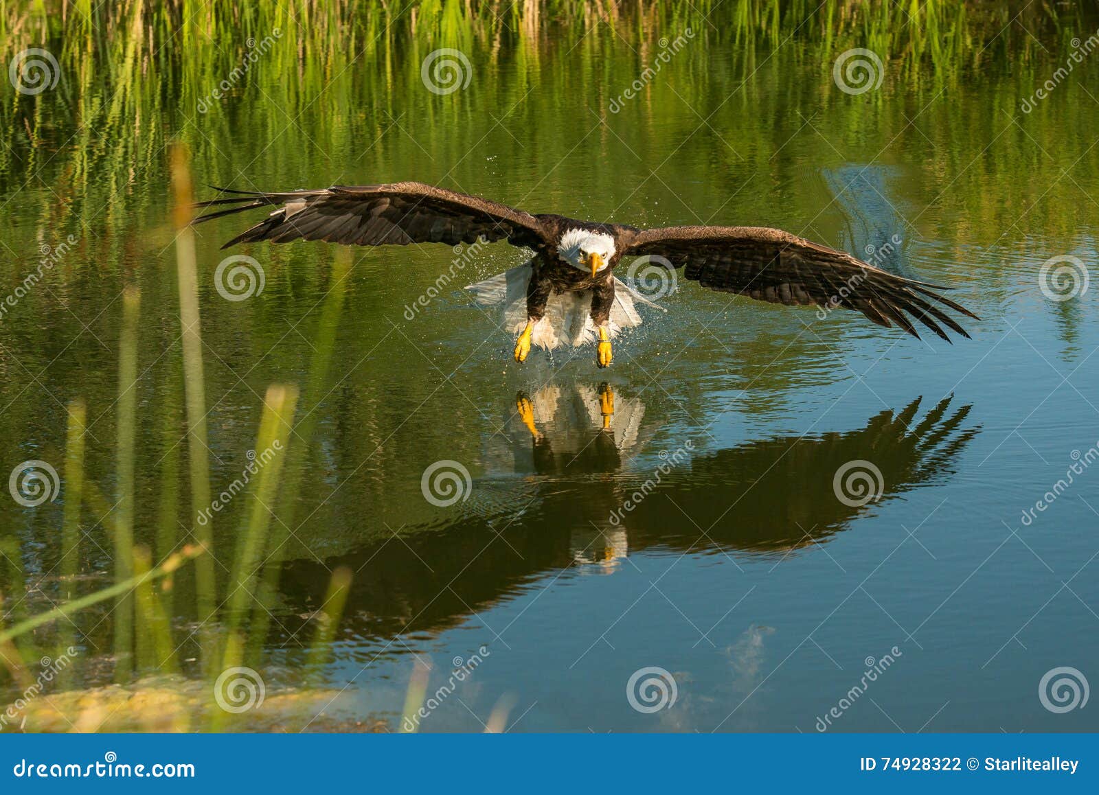 Bald Eagle in Flight stock photo. Image of pond, flight - 74928322