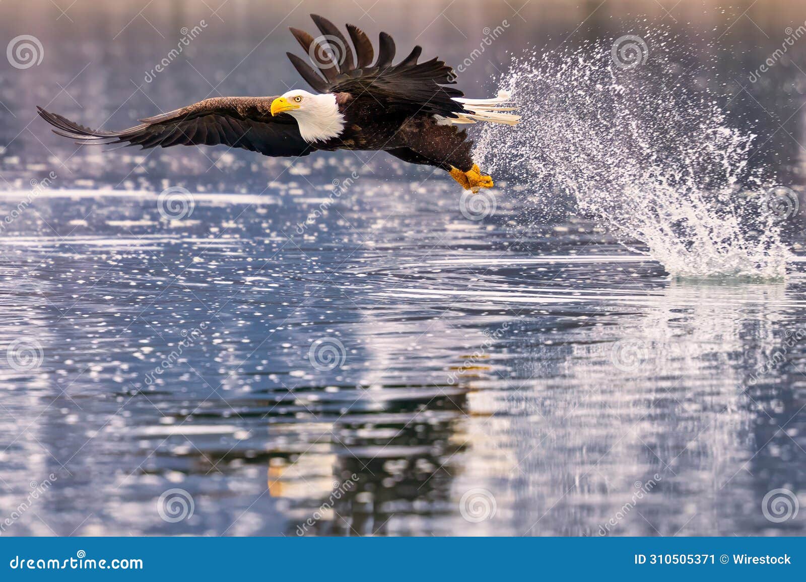 Bald Eagle in Flight Over Water Stock Image - Image of wildlife, avian ...