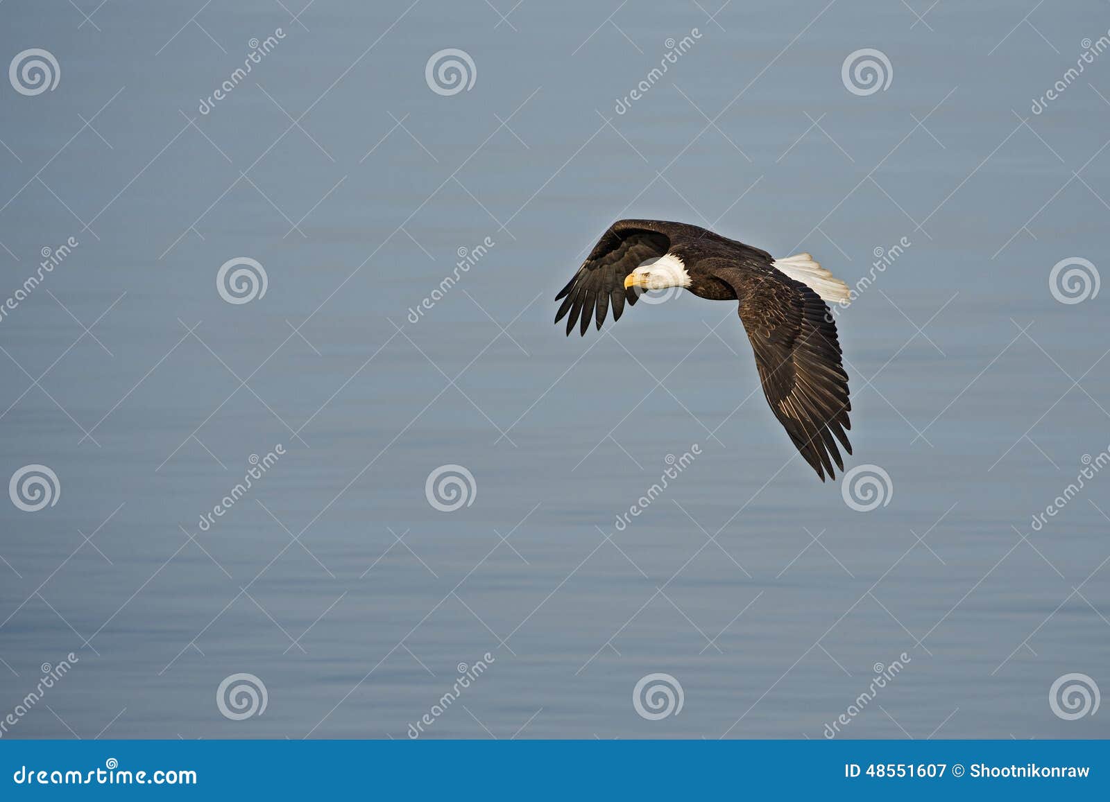 Bald Eagle in Flight Over Water Alaska Stock Image - Image of blue ...