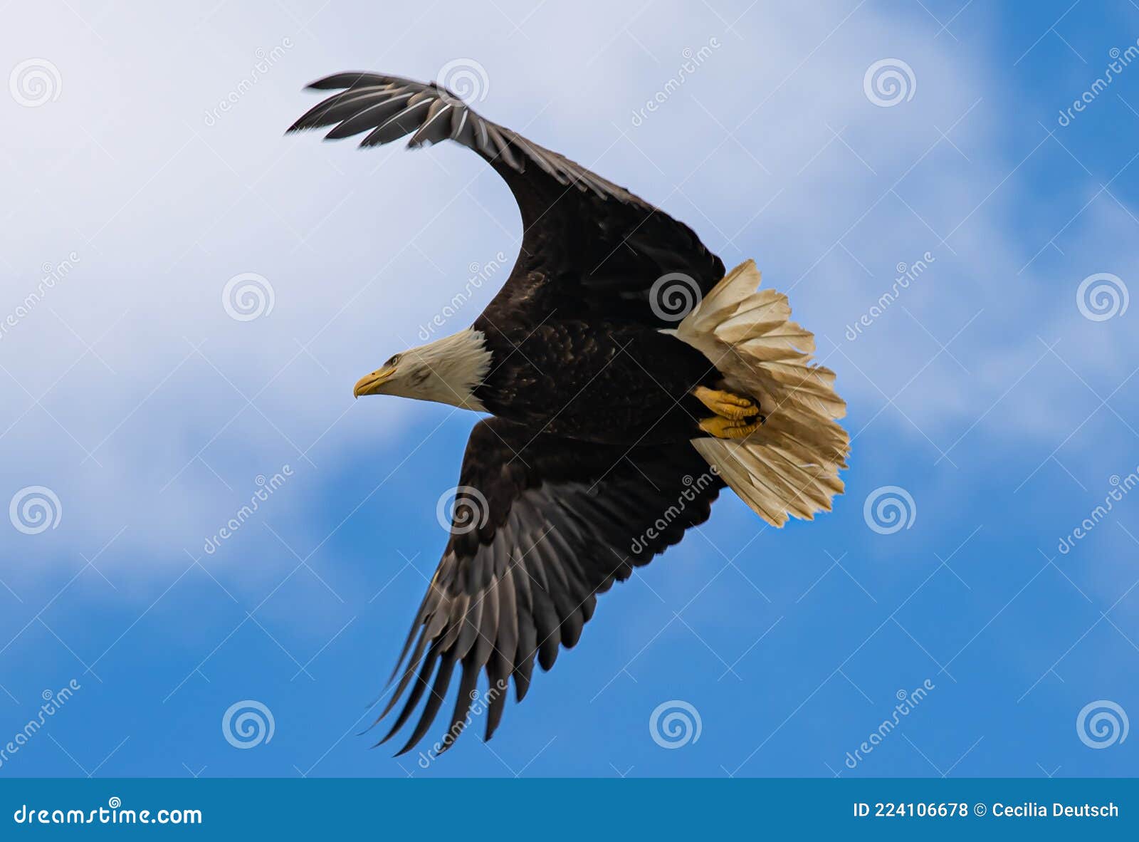 Bald Eagle in Flight, Soaring in Mid-air Stock Photo - Image of soaring ...