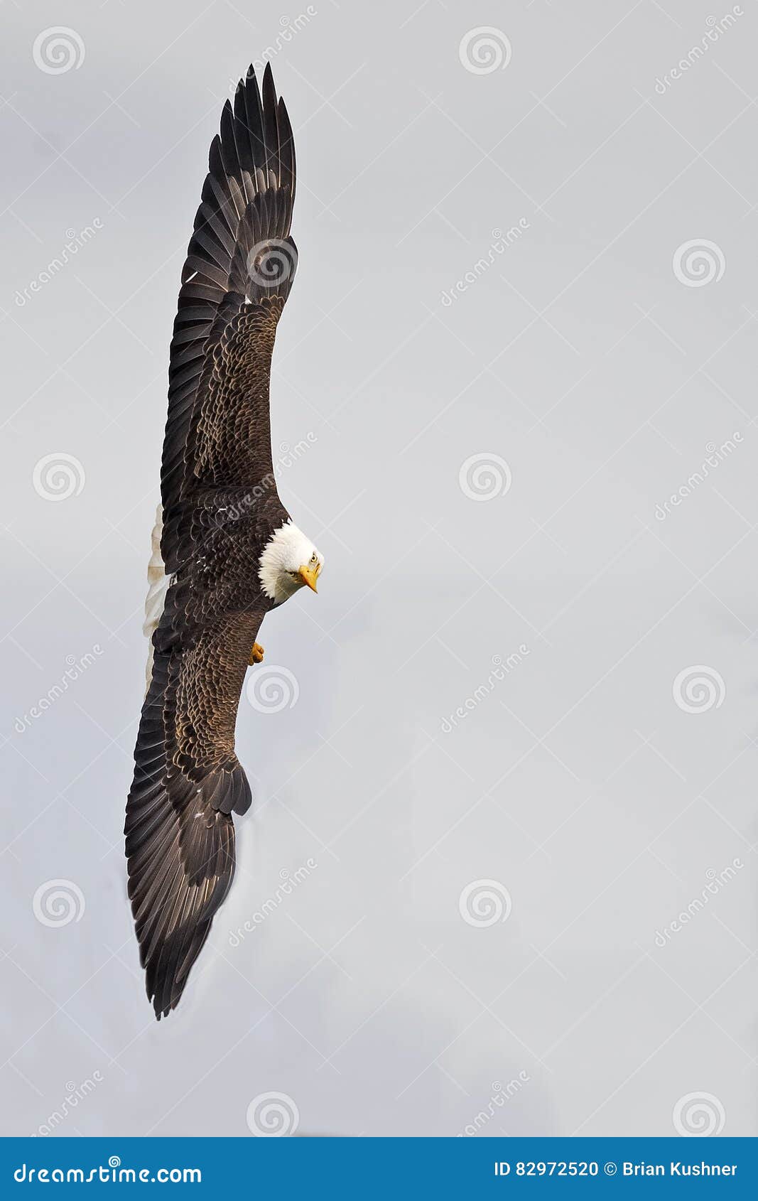 Bald Eagle in Flight stock photo. Image of yellow, wing - 82972520