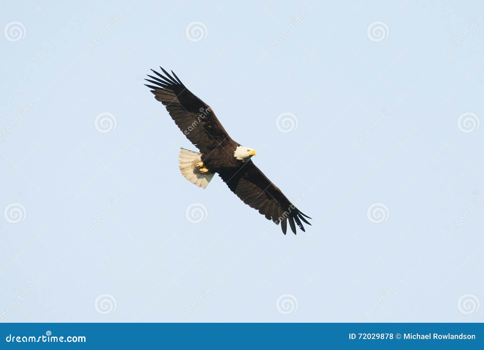 Bald Eagle in Flight Wings Open Stock Photo - Image of sunset, travel ...