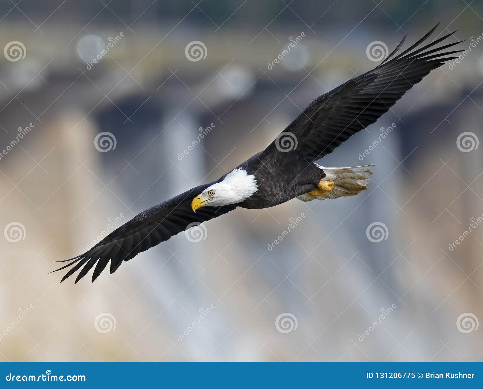 Bald Eagle in Flight Wings Spread Stock Image - Image of talons, nature ...