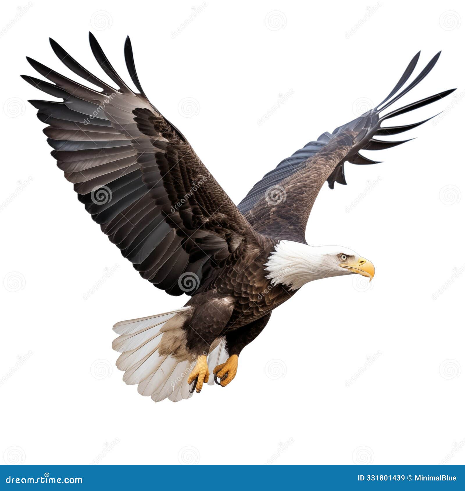 Bald Eagle in Flight with Wings Spread Isolated on White Background ...
