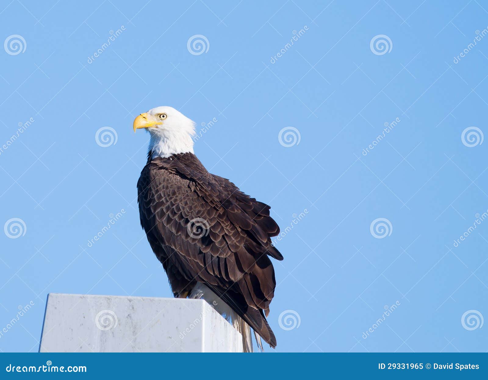 Bald Eagle, Florida stock image. Image of wings, avian - 29331965