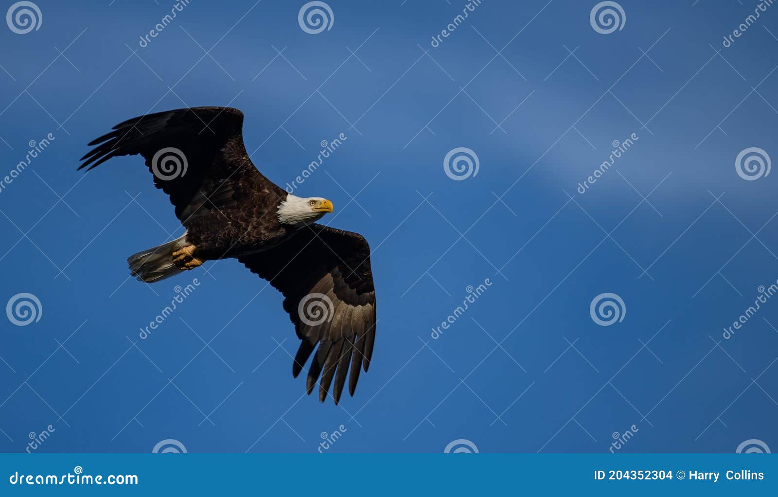 A Bald Eagle in Florida stock photo. Image of falcon - 204352304
