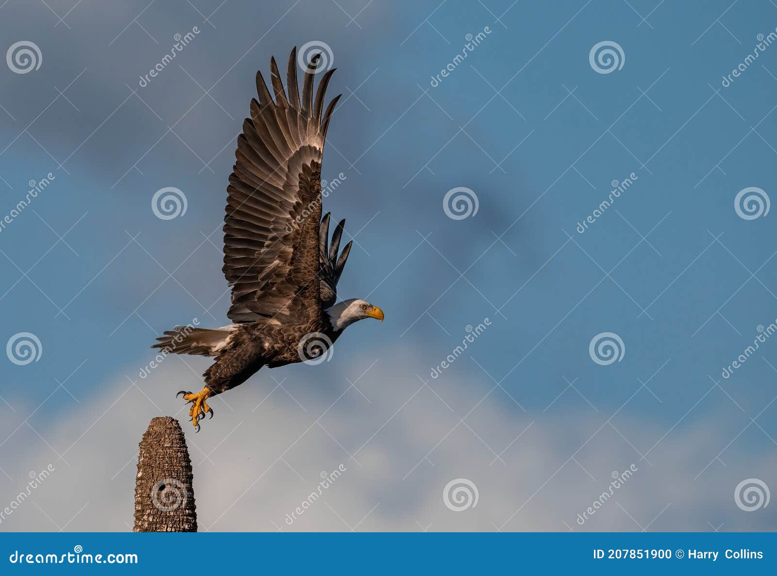 A Bald Eagle in Florida stock photo. Image of bird, black - 207851900