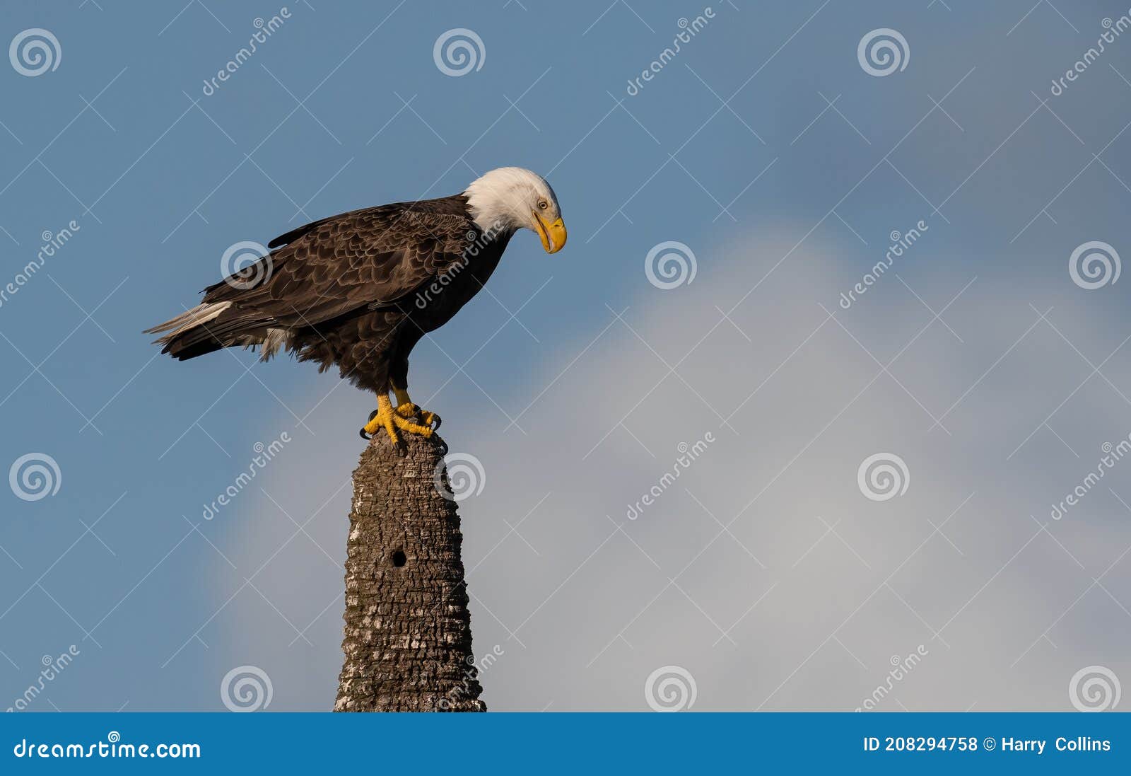 A Bald Eagle in Florida stock photo. Image of belted - 208294758